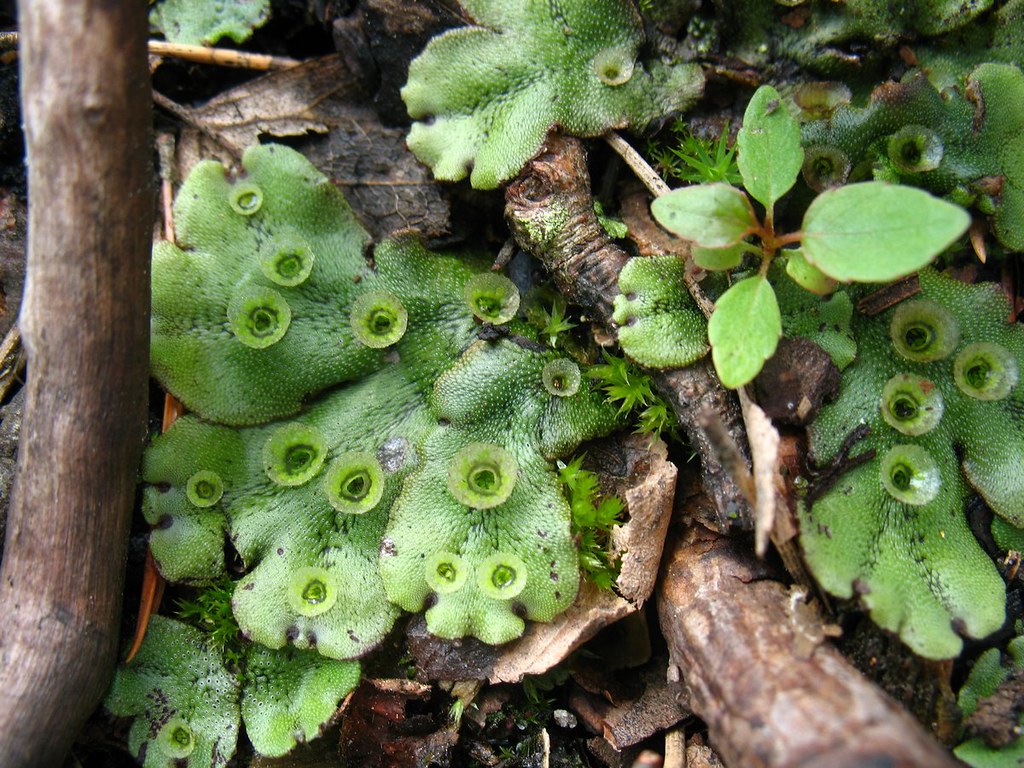 Bryophyte Collections Collection – The Chrysler Herbarium and ...